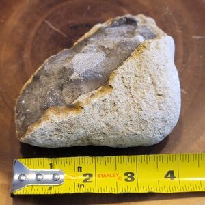 Natural | Accents | Authentic Ancient Fenestella Bryozoan Fossil ...